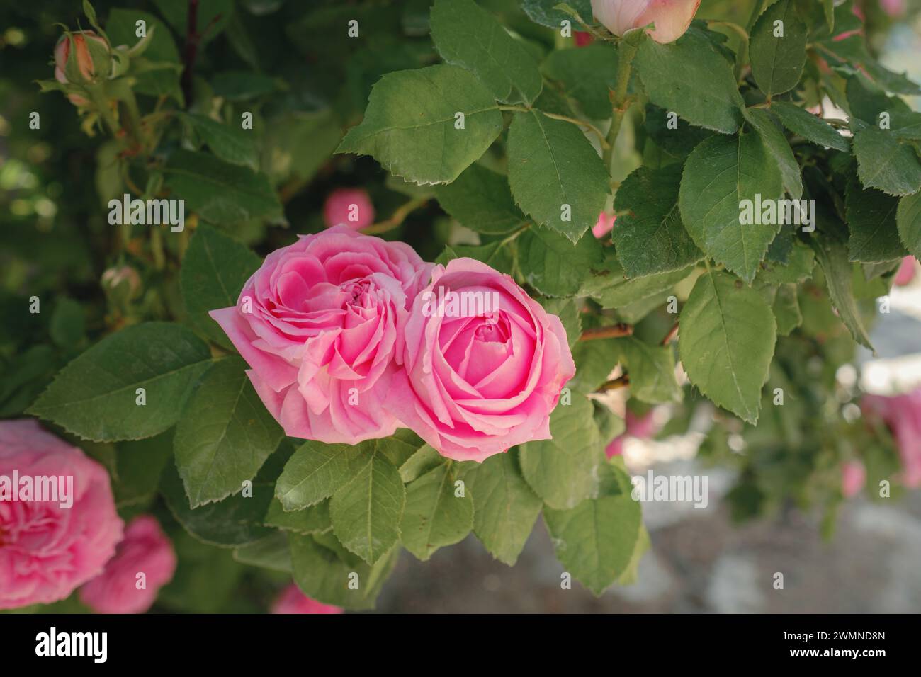 Perfume sprinkler hi-res stock photography and images - Alamy