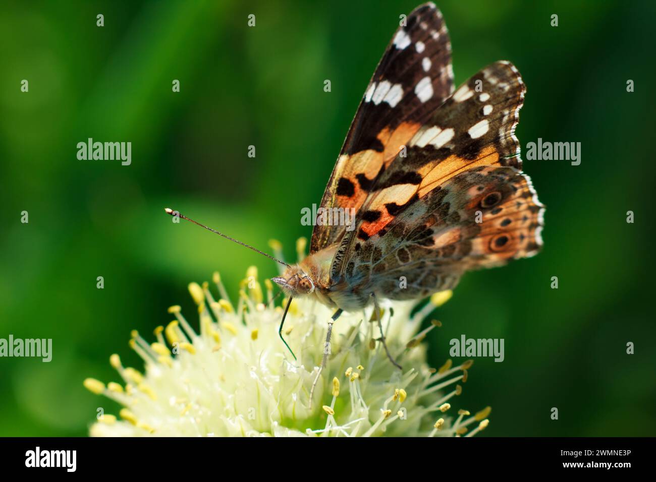 The Outdoor Macro Photo With A Beautiful Butterfly Nymphalis ...