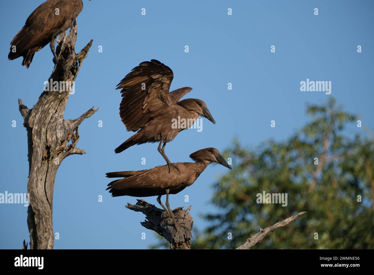 Two hammerhead birds in South Africa about to mate Stock Photo - Alamy