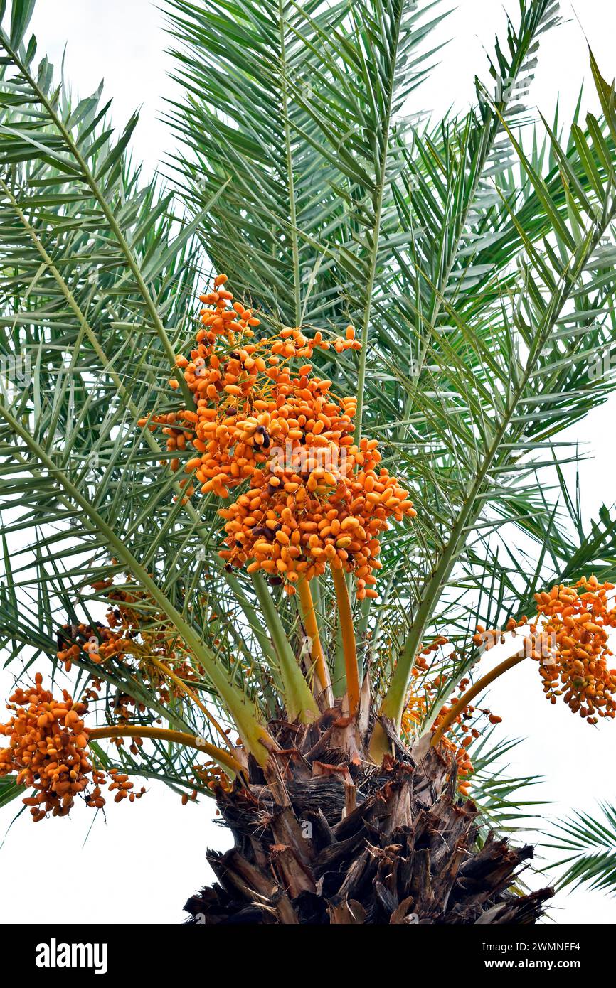 Date fruits in palm tree, Brazil Stock Photo - Alamy