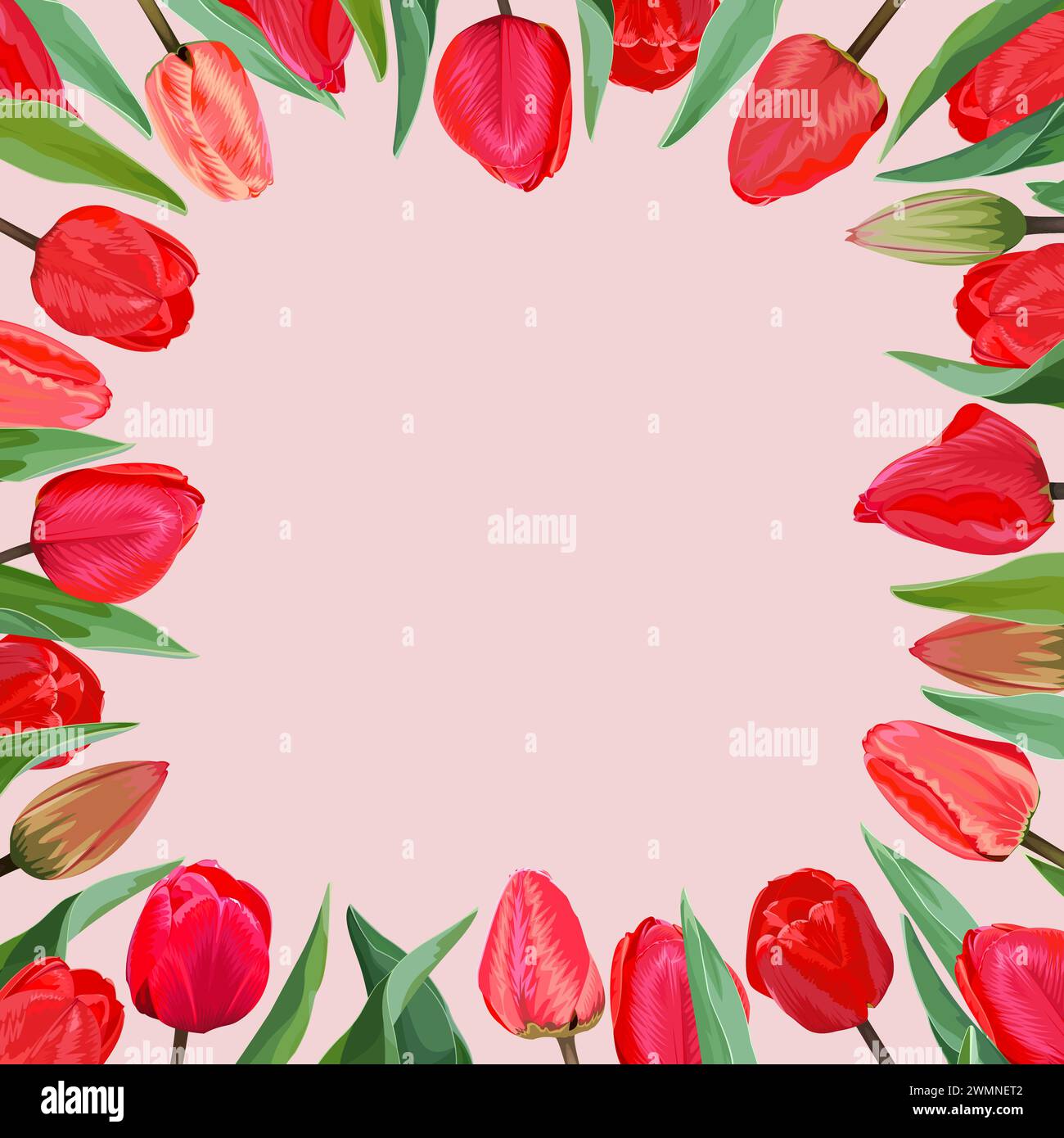 Pink tulips spring flowers Stock Vector Images - Alamy