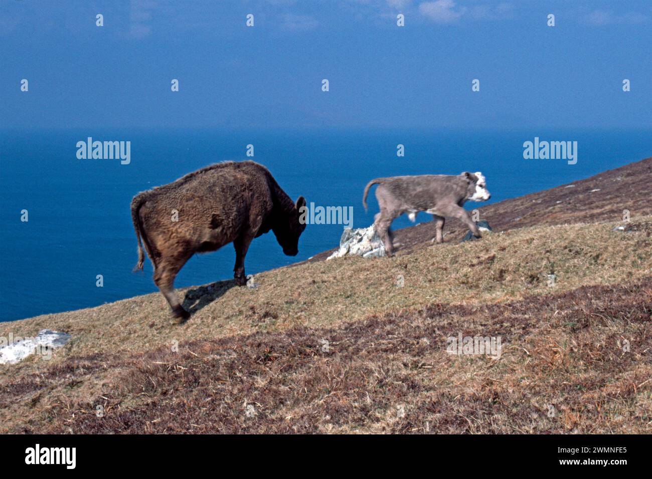 Cow, calf, sea, Dursey Island, Beara Peninsula, County Cork, Republic ...