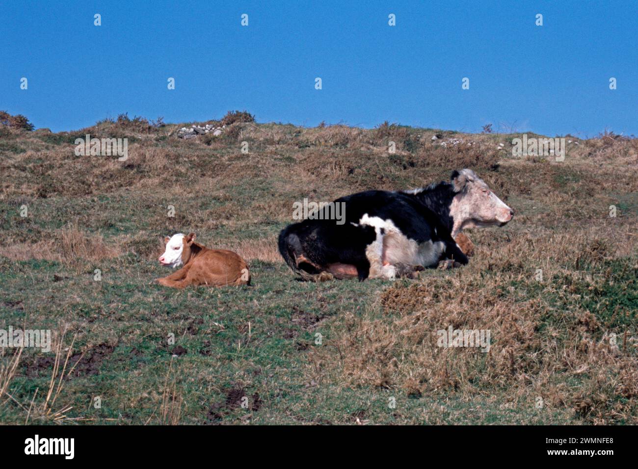 Cow, calf, Dursey Island, Beara Peninsula, County Cork, Republic of ...