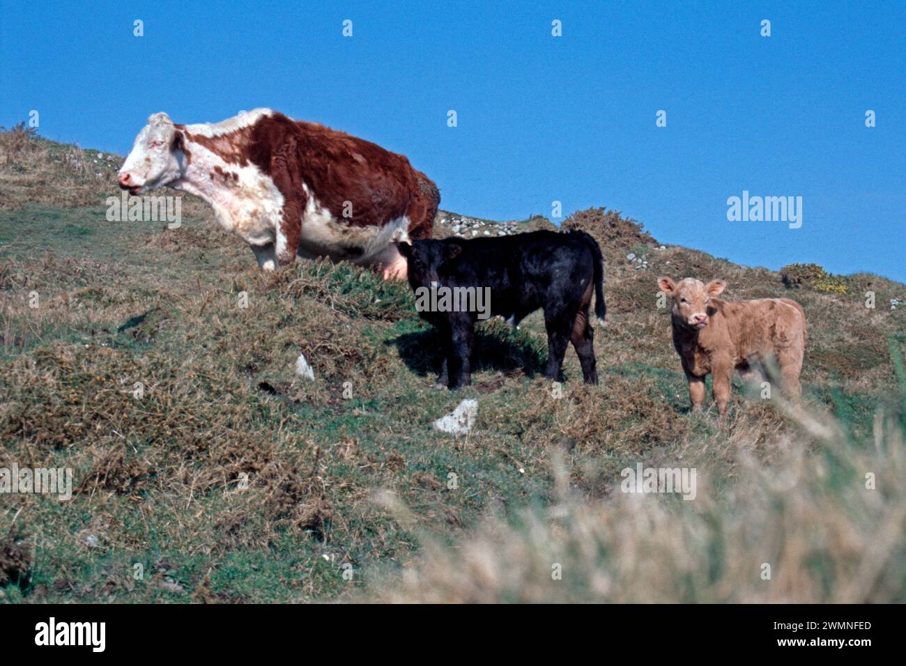 Cow, calves, Dursey Island, Beara Peninsula, County Cork, Republic of ...