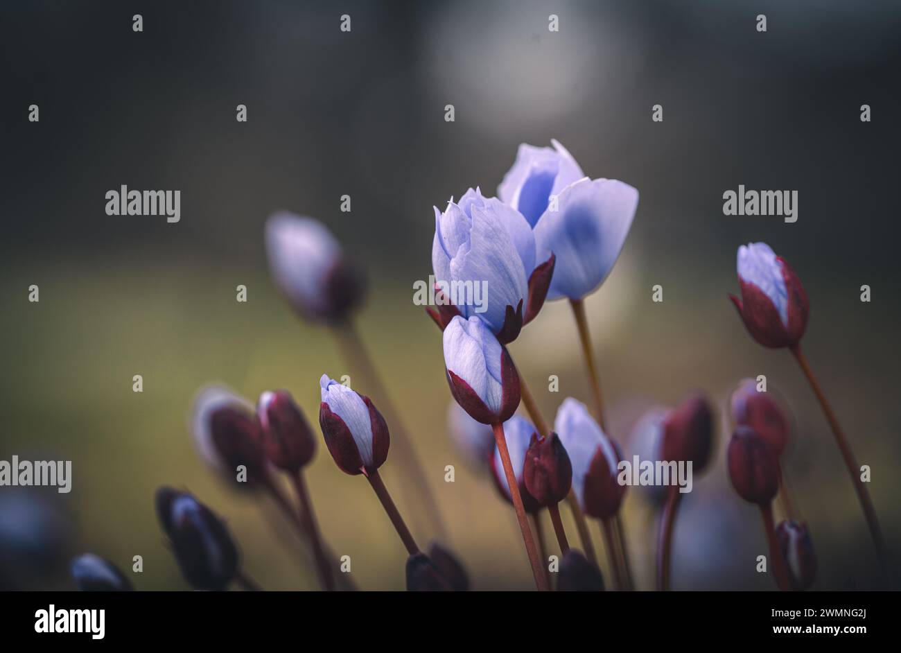 Asian petals hi-res stock photography and images - Alamy