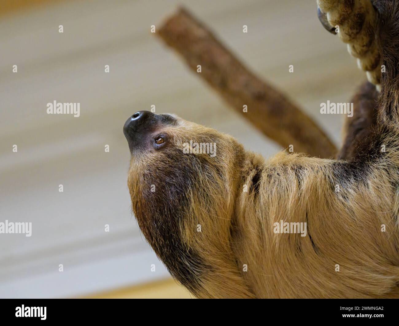 Cholopus hi-res stock photography and images - Alamy