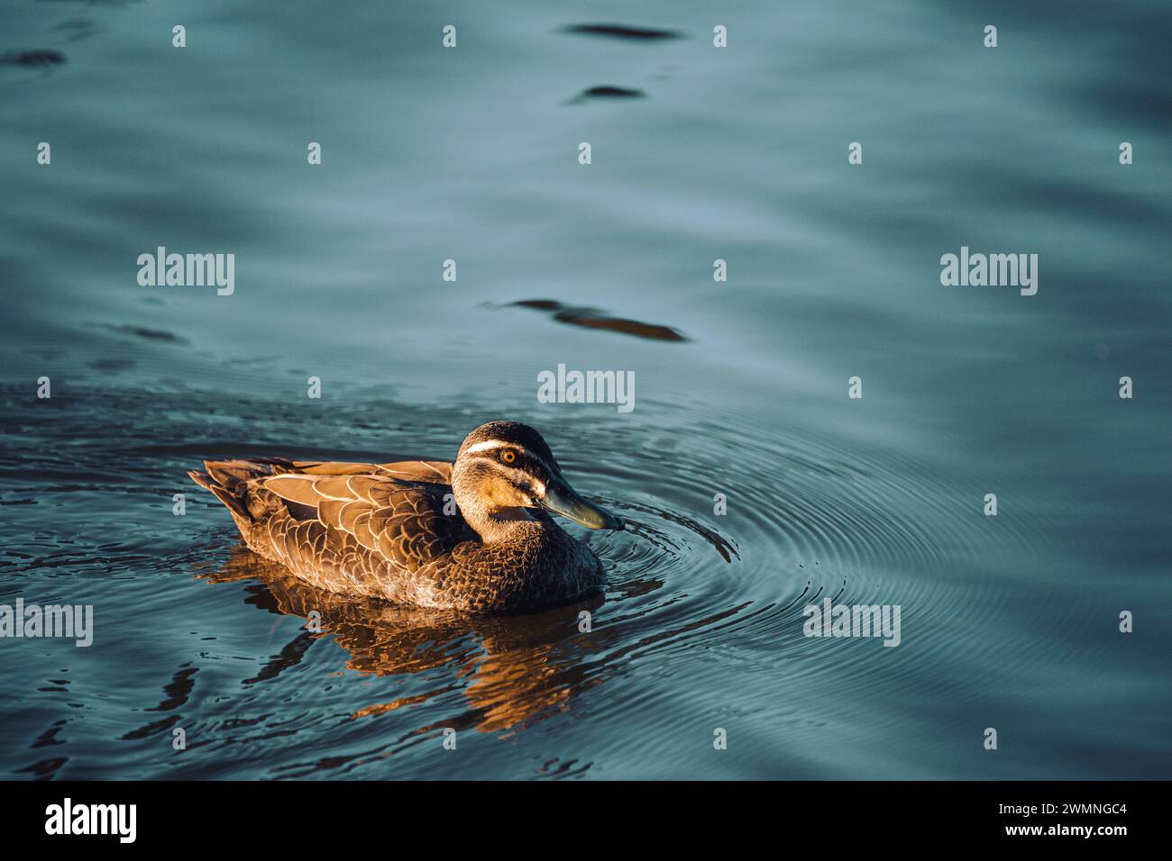 A duck peacefully floating on water, eyes shut Stock Photo - Alamy