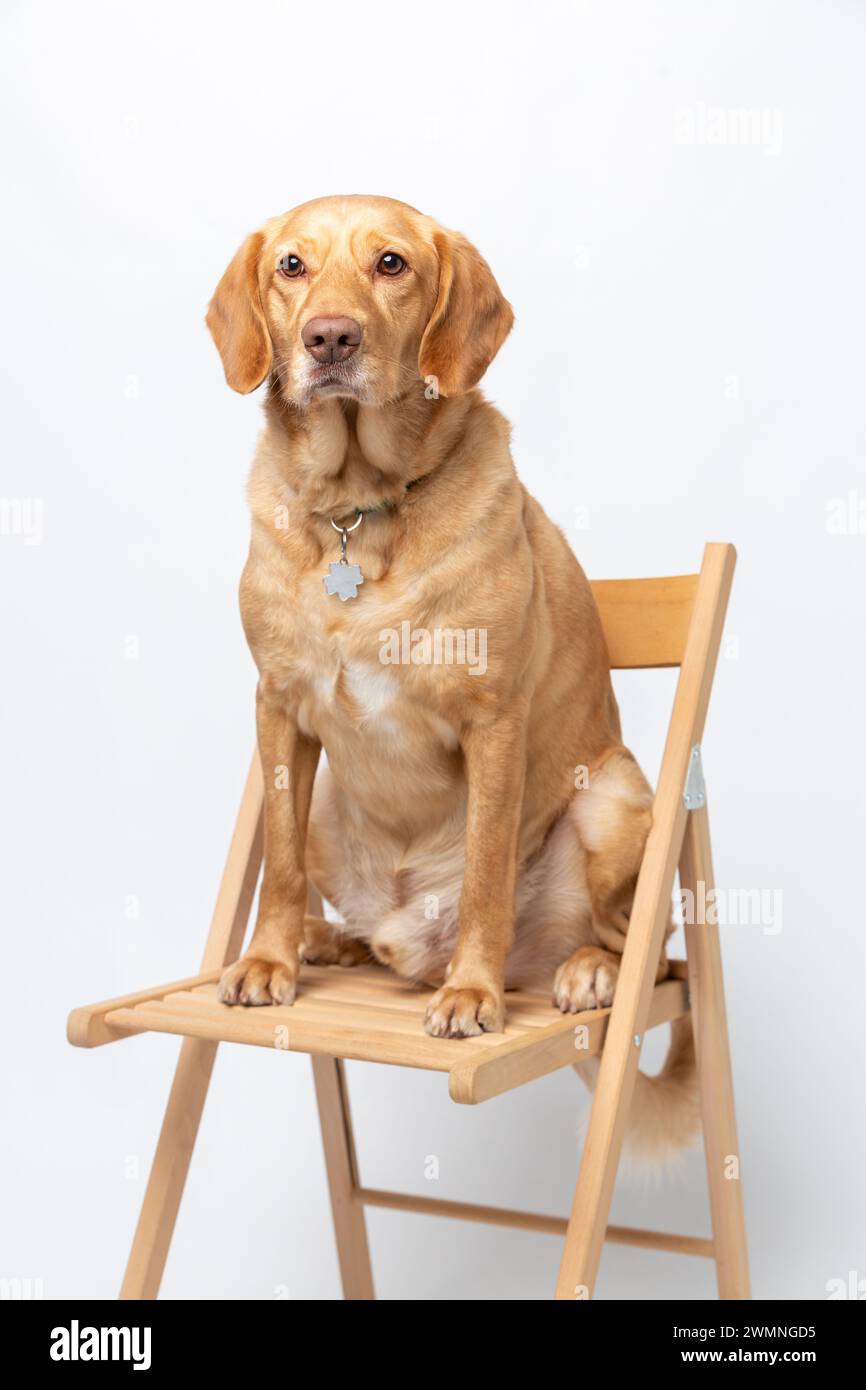 Vertical studio portrait of retriever labrador sitting on a wooden ...