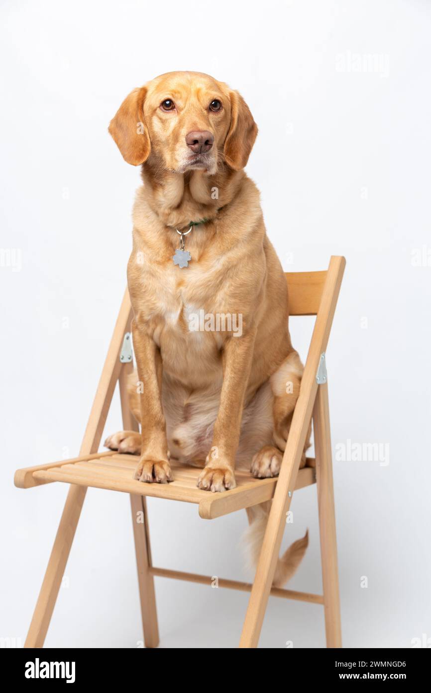 Vertical studio portrait of retriever labrador sitting on a wooden ...