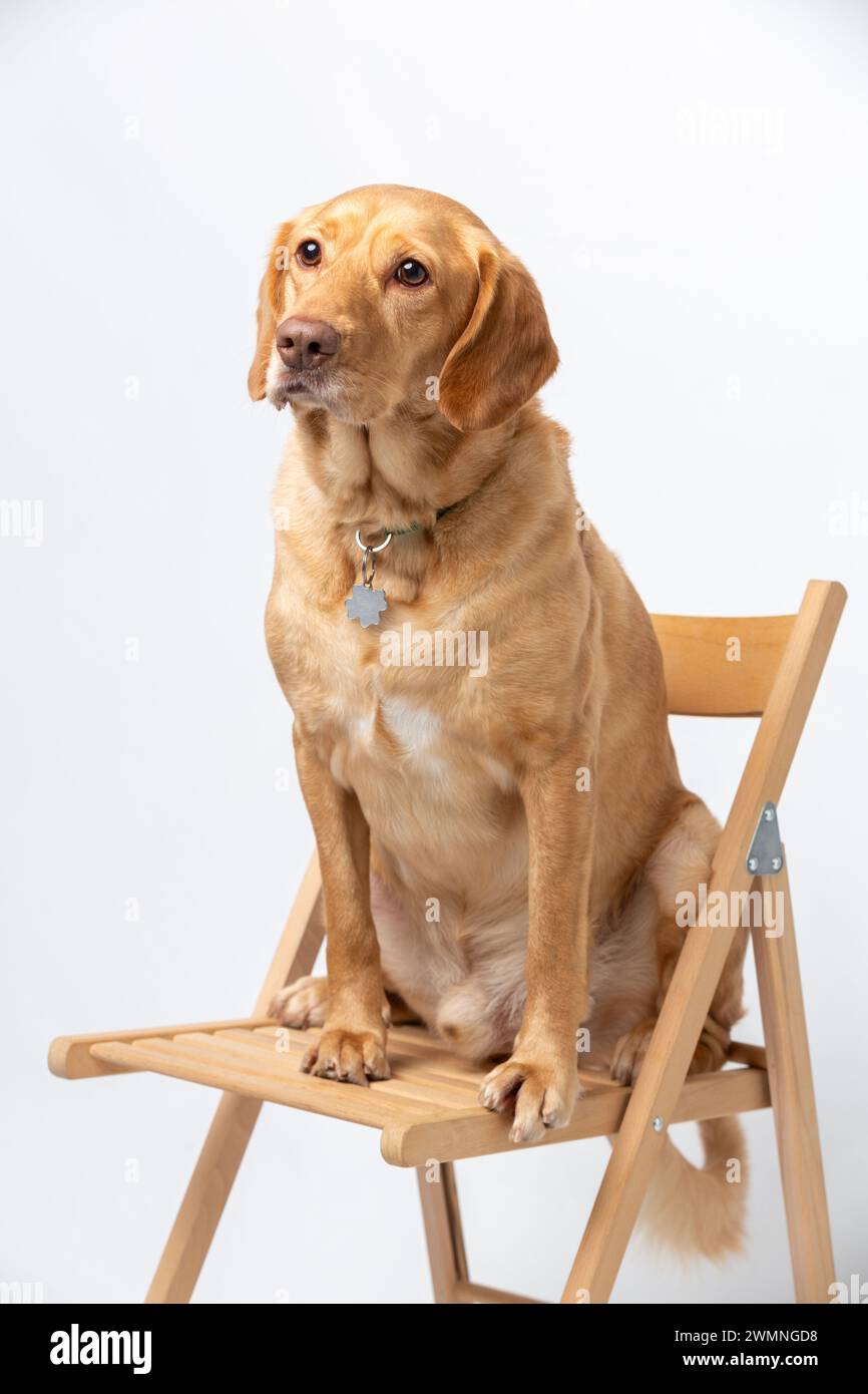 Vertical studio portrait of retriever labrador sitting on a wooden ...