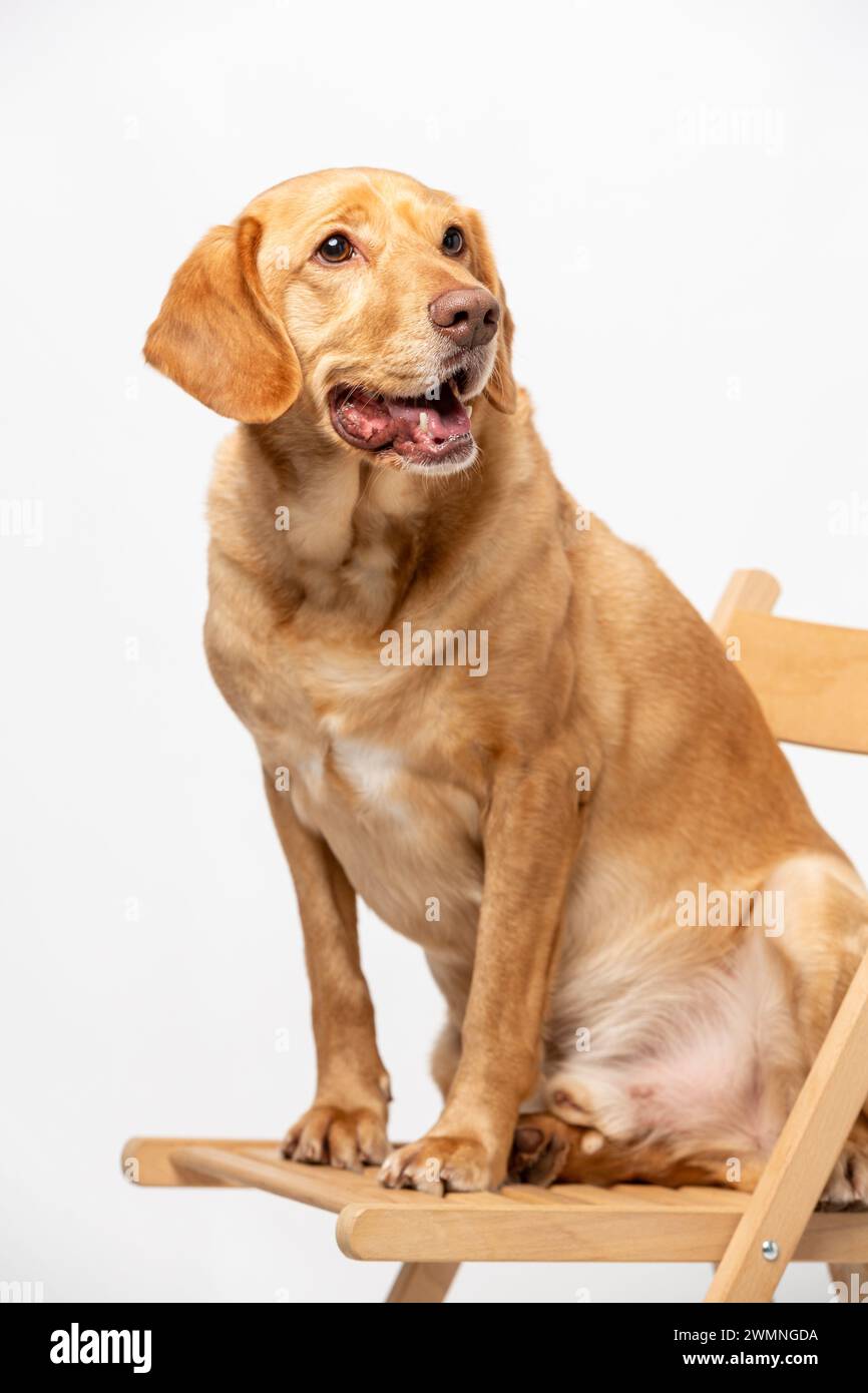 Vertical studio portrait of retriever labrador sitting on a wooden ...