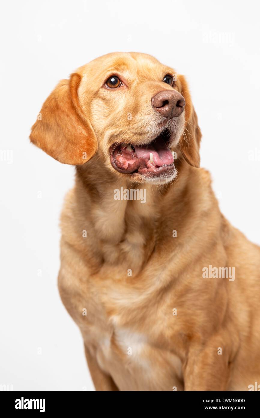 Close up vertical studio portrait of a smiling retriever labrador on a ...
