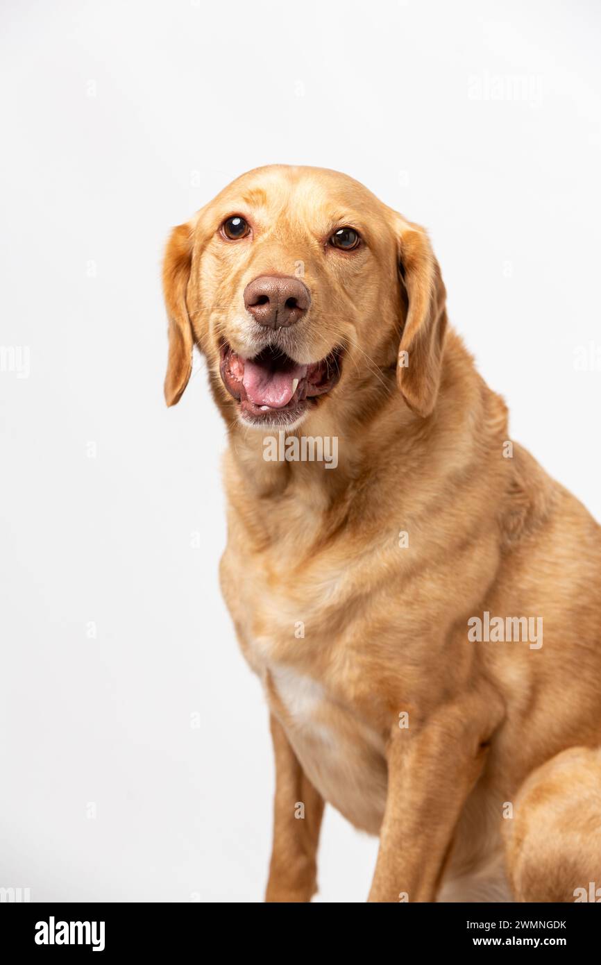 Close up vertical studio portrait of a smiling retriever labrador on a ...