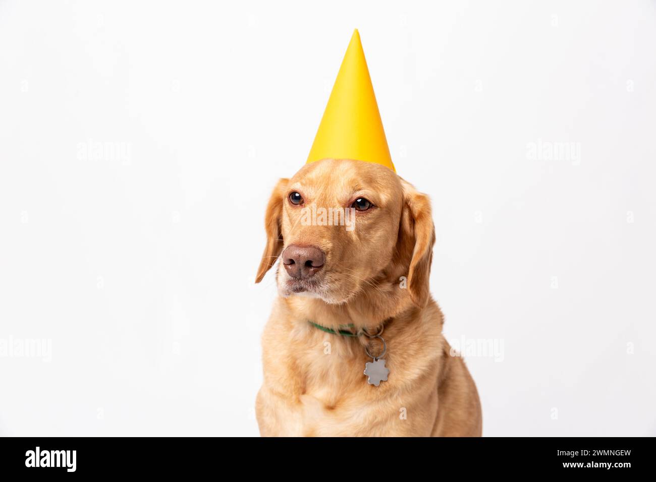 Close up horisontal studio portrait of retriever labrador wearing ...
