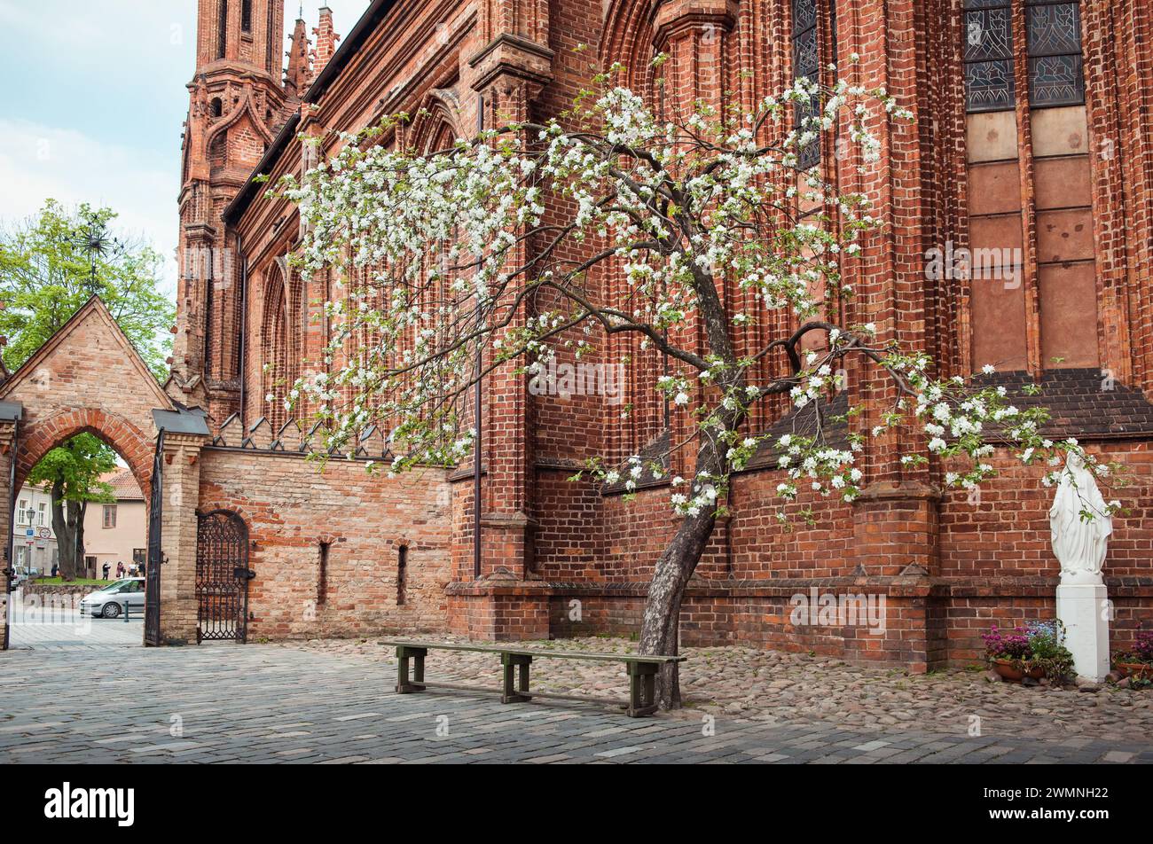 Blooming tree in the yard of brick gothic Church of St. Anne. Spring in ...