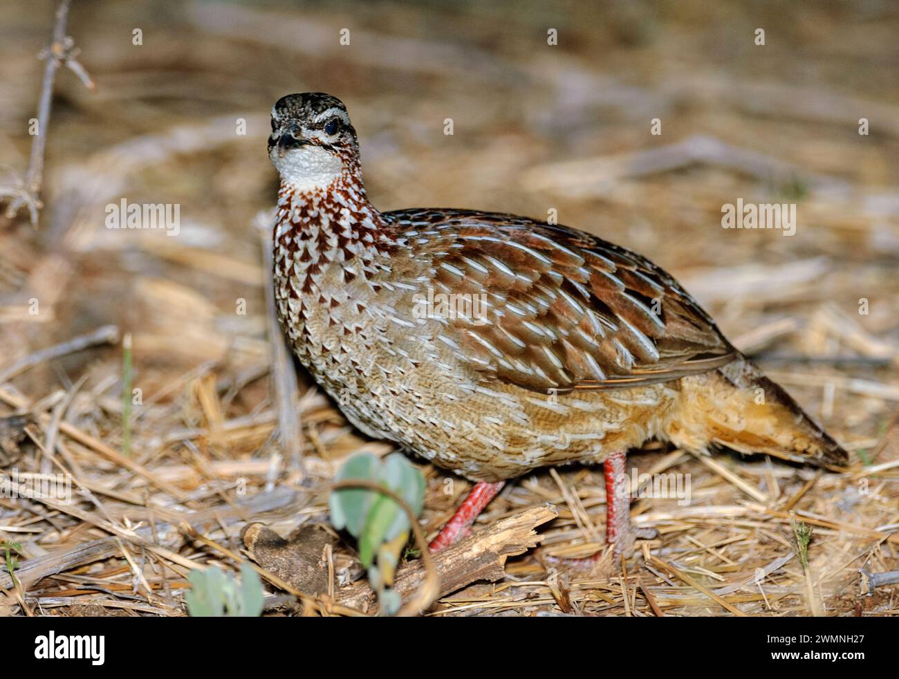 Krattfrankolin hi-res stock photography and images - Alamy