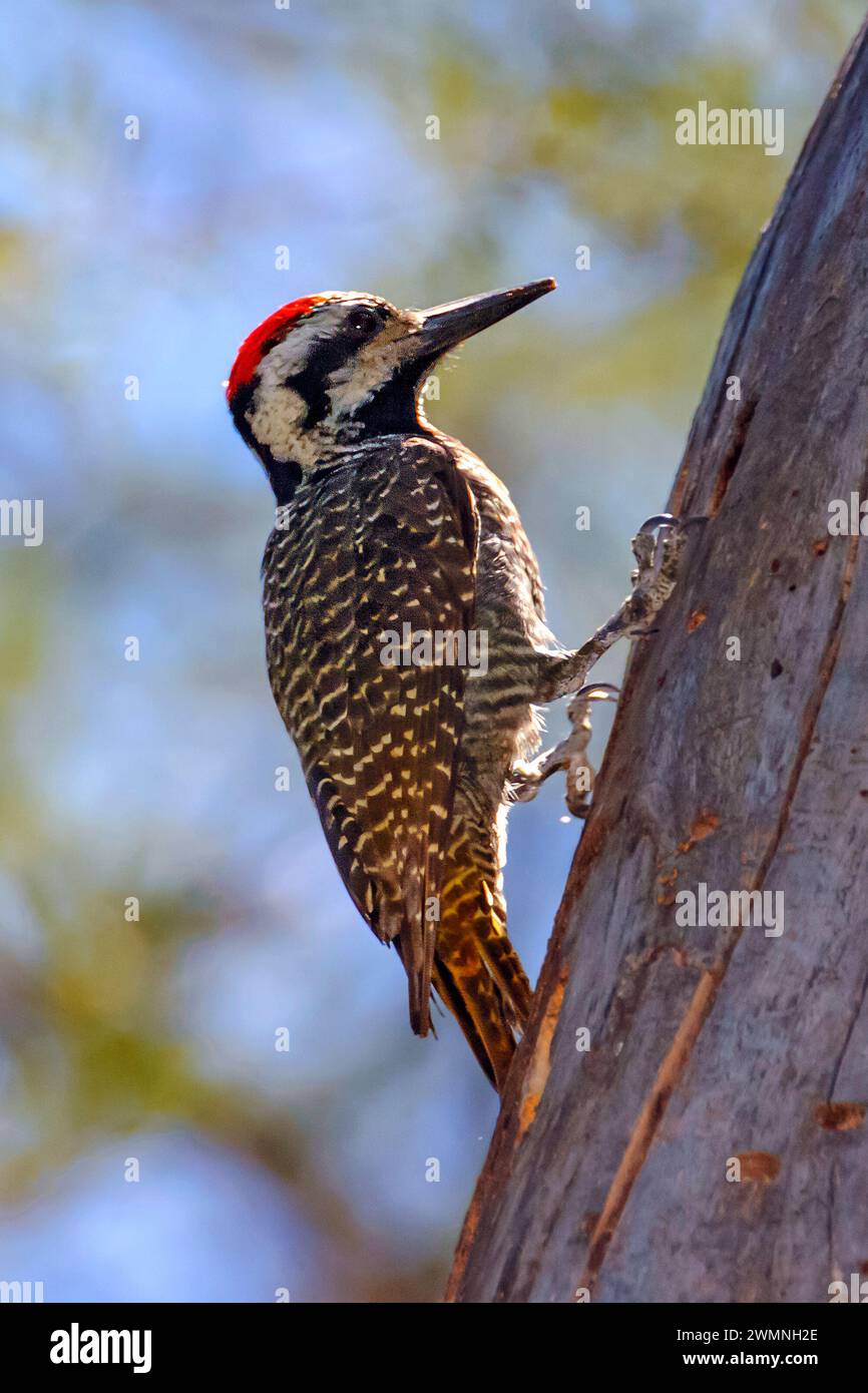 Hakkespetter hi-res stock photography and images - Alamy