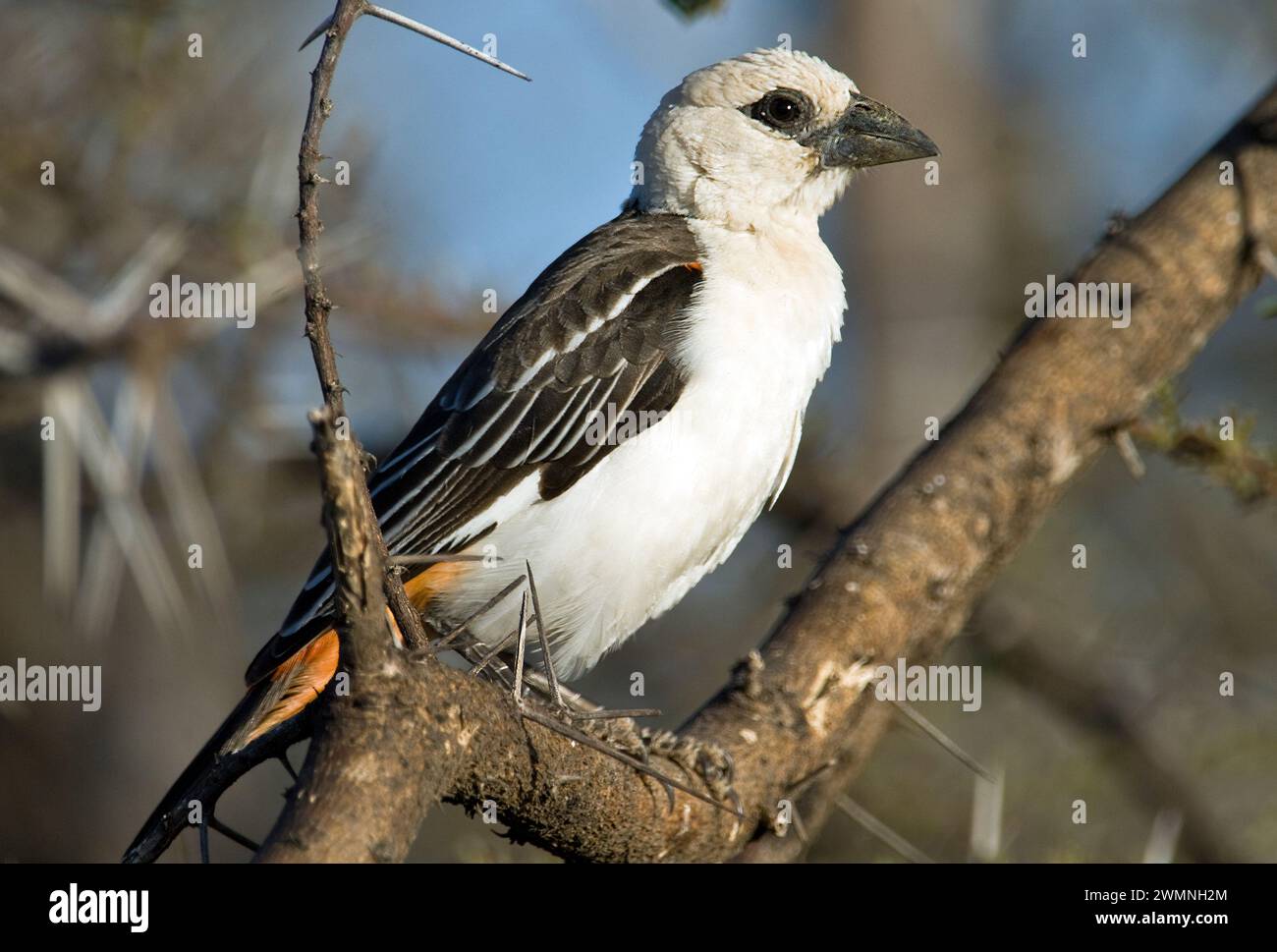 White-headed Buffalo-weaver (Dinemellia dinemelli) from Samburu ...