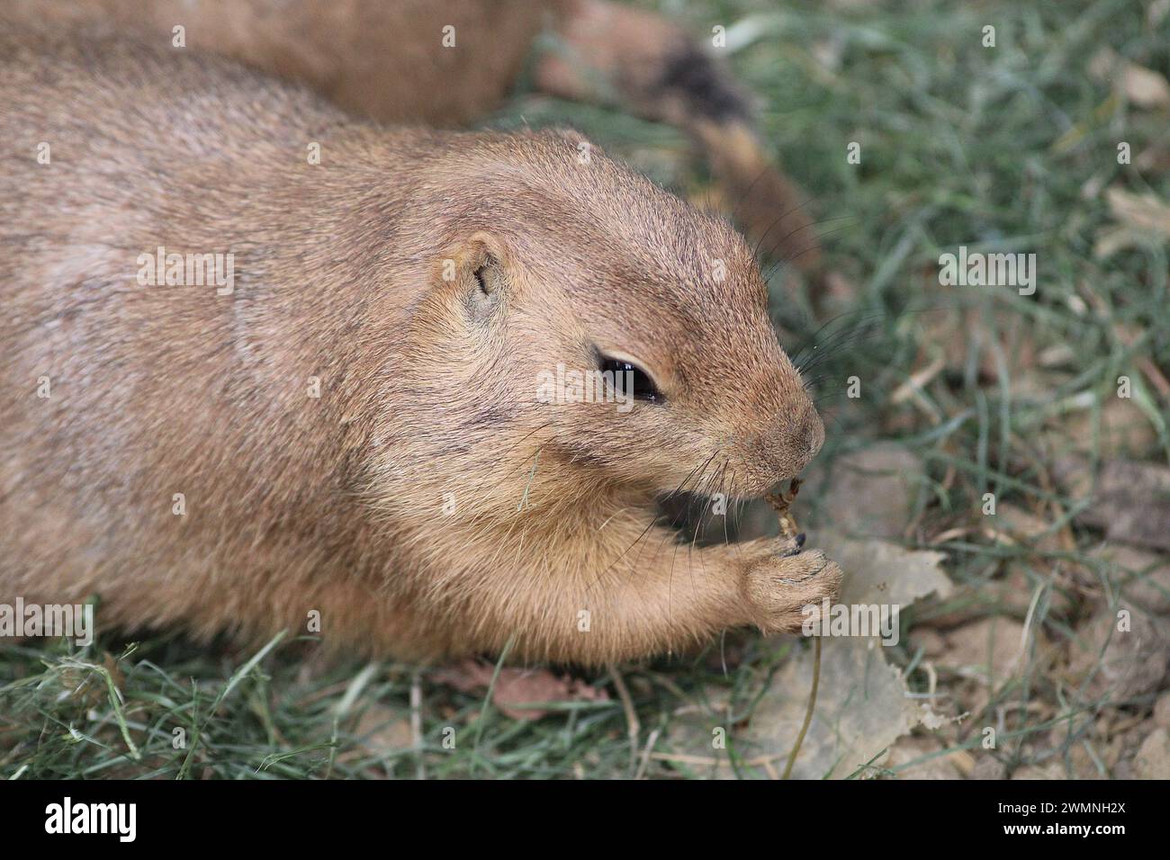Pecs zoo hi-res stock photography and images - Alamy