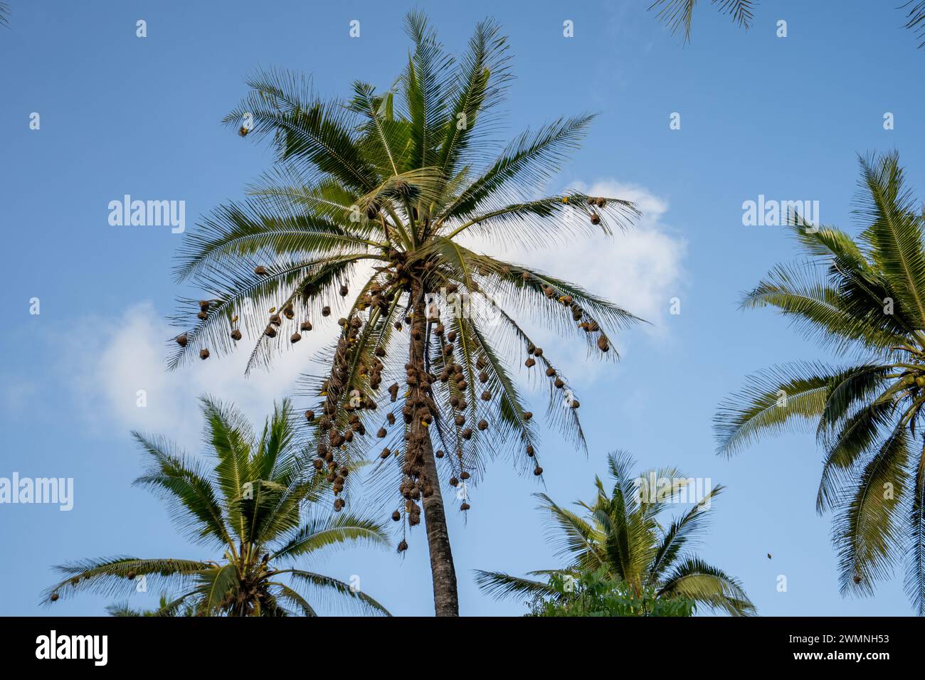 Eastern golden weaver nesting colony on a palm tree The eastern golden ...
