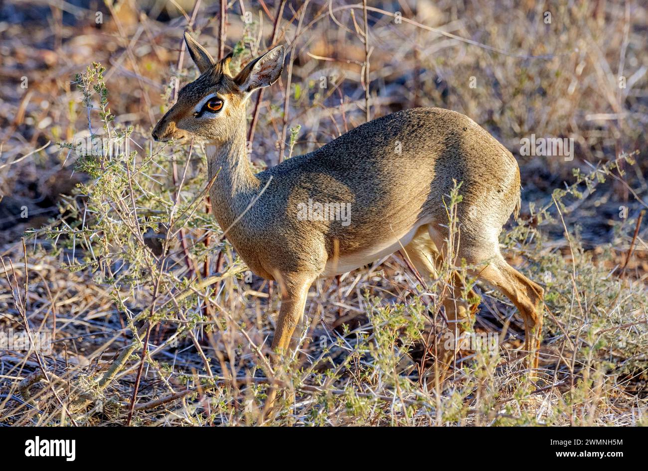 Kirk's dik-dik (Madoqua kirkii) from Samburu National Reserve, Kenya Stock Photo - Alamy