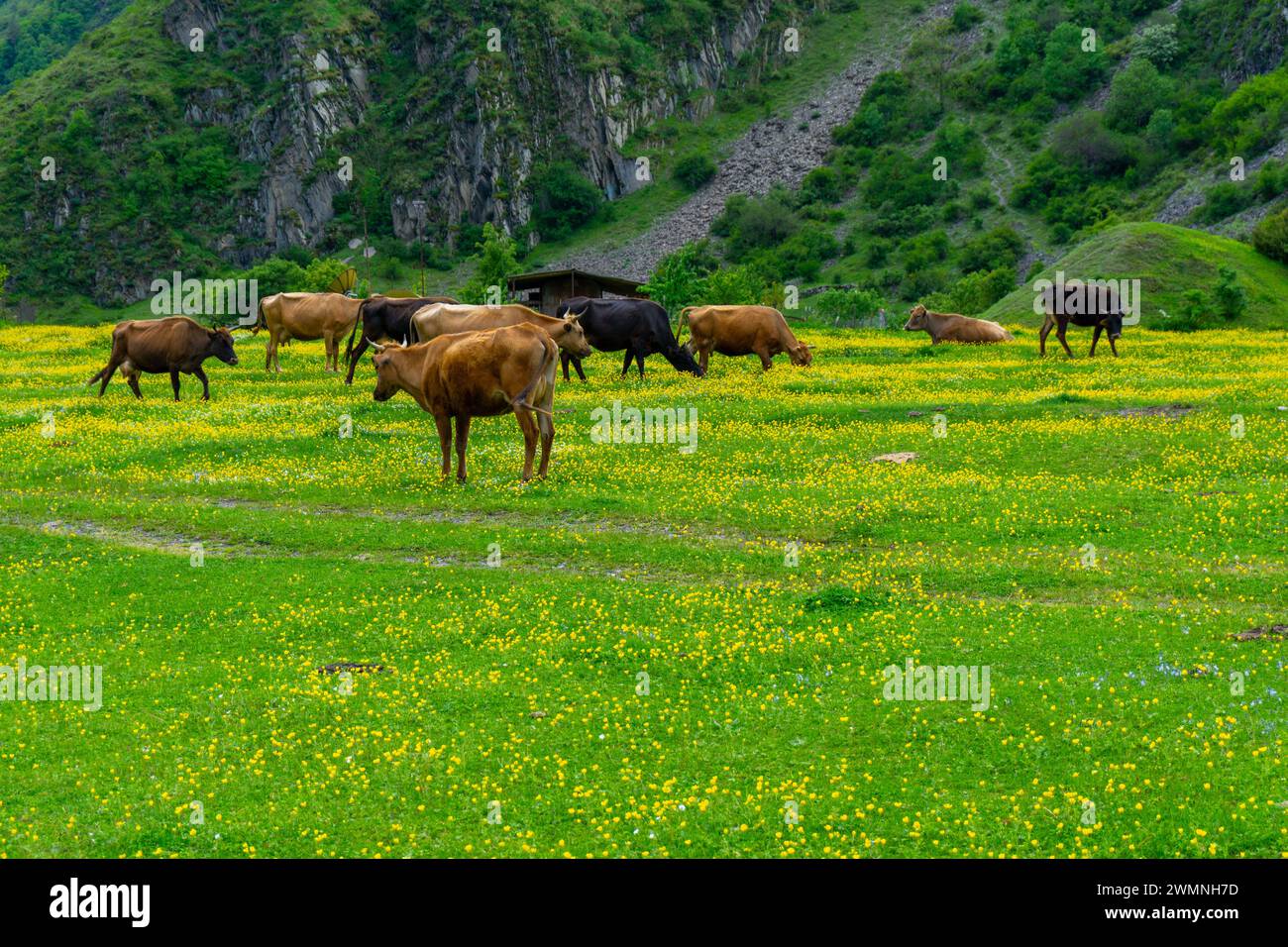 Cows graze in the lush green meadow by Shatili Medieval Fortress ...