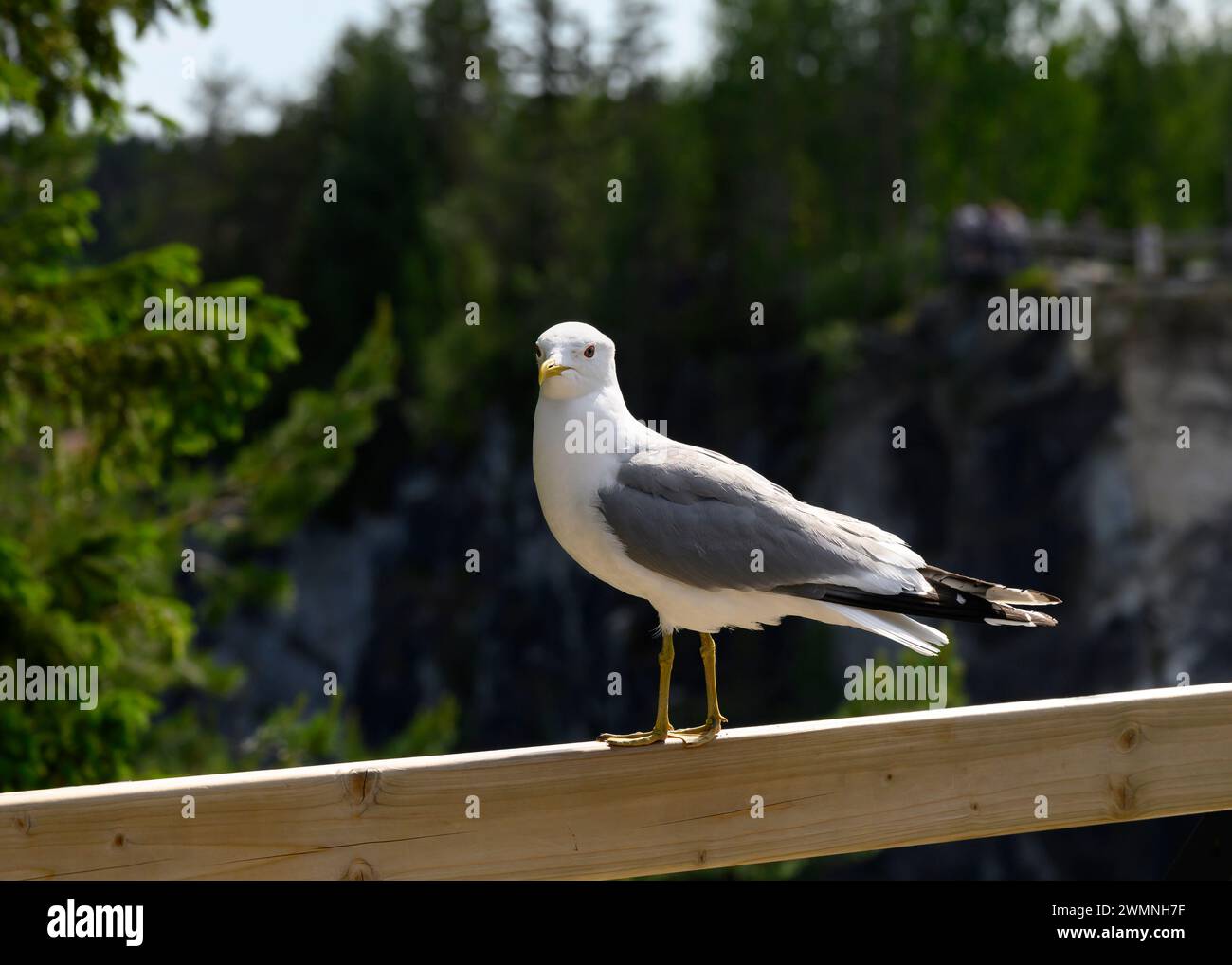 A close-up view of a seagull sitting on a log, against the background ...
