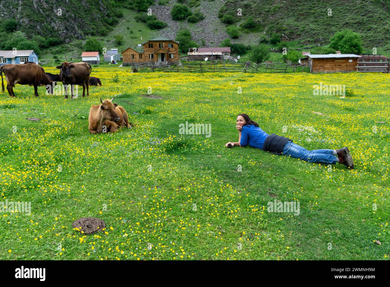 Cows graze in the lush green meadow by Shatili Medieval Fortress ...