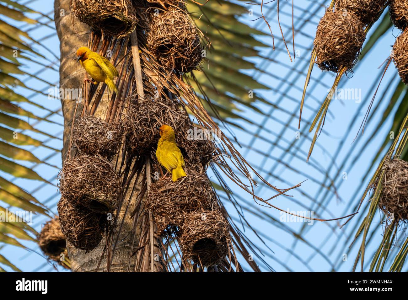 Weaver bird nest building The eastern golden weaver (Ploceus subaureus ...