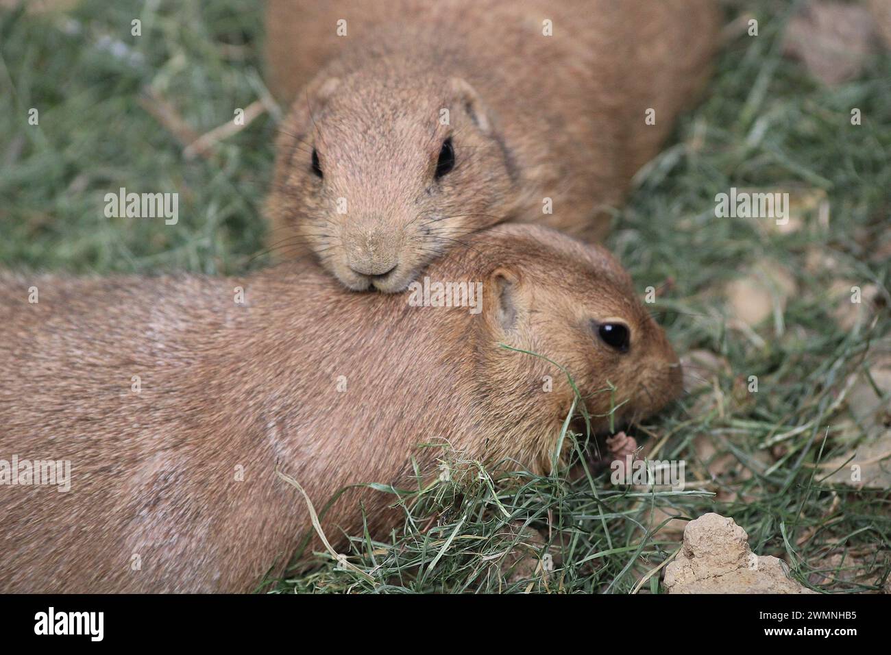 Pecs zoo hi-res stock photography and images - Alamy