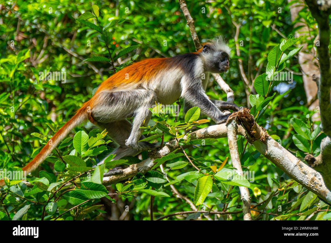 The Zanzibar red colobus (Piliocolobus kirkii), also known as Kirk's ... The Zanzibar red colobus (Piliocolobus kirkii), also known as Kirk's ...