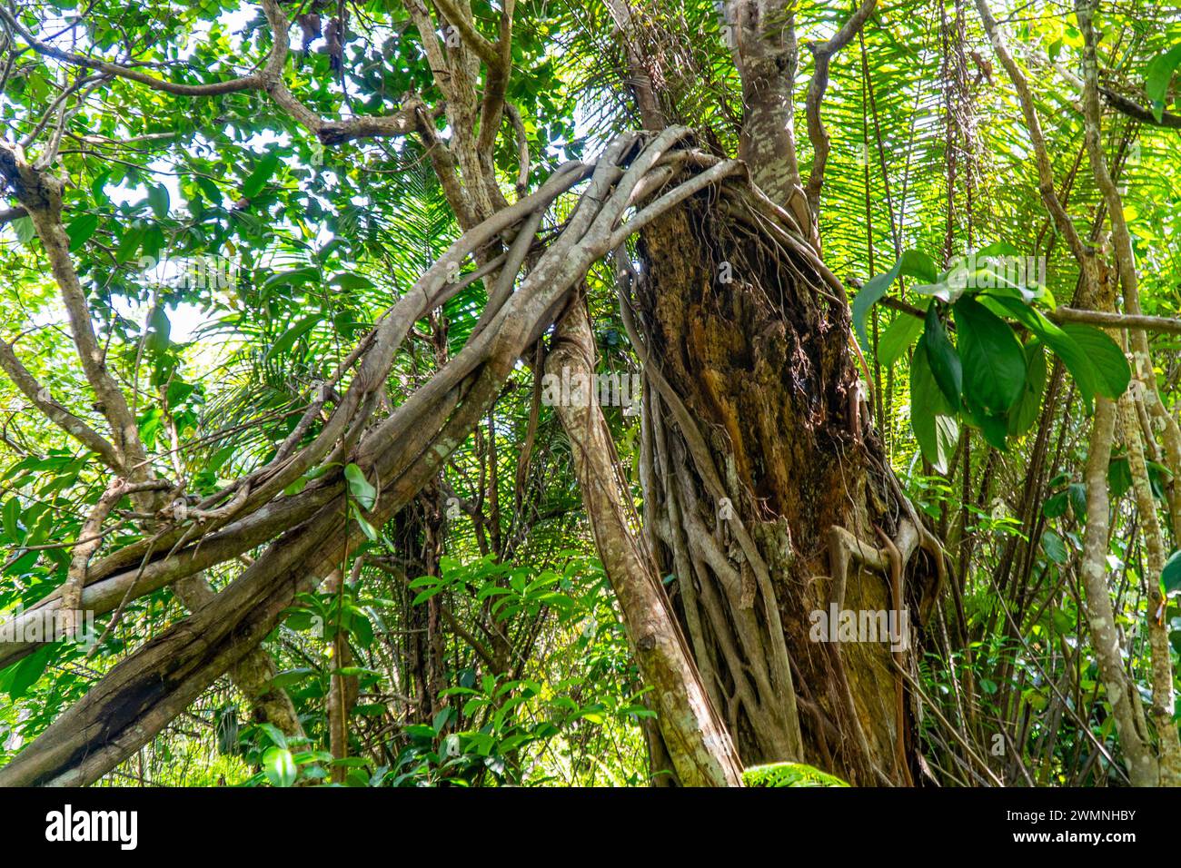 Hiking in Jozani Chwaka Bay National Park, Zanzibar Stock Photo - Alamy