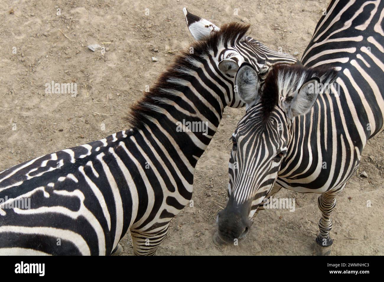 Pecs zoo hi-res stock photography and images - Alamy