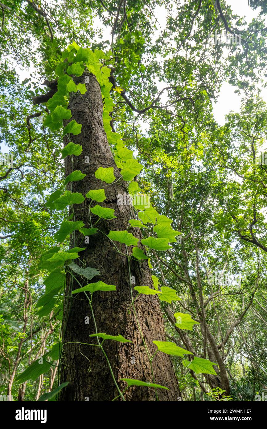 Hiking in Jozani Chwaka Bay National Park, Zanzibar Stock Photo - Alamy
