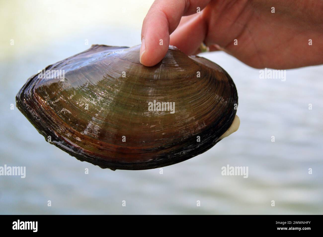 A mussel caught from Abaliget Lake Stock Photo - Alamy