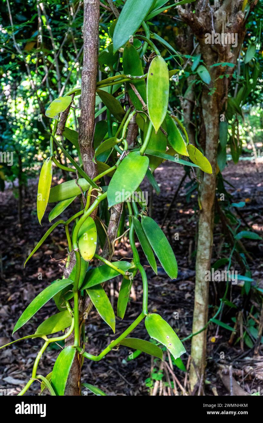 Orchids of genus vanilla hi-res stock photography and images - Alamy