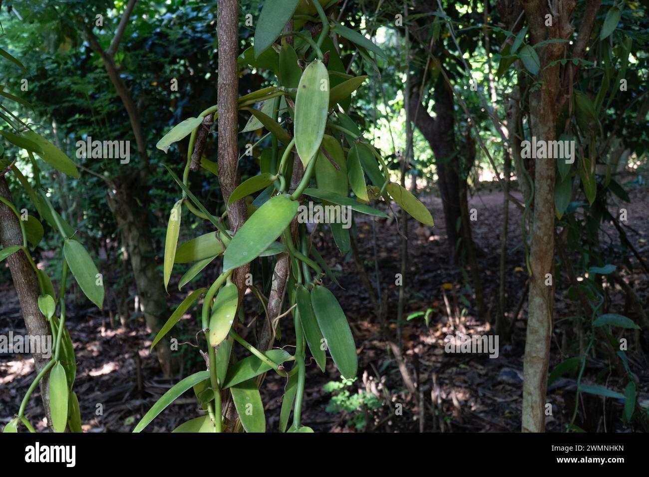 Vanilla is a spice derived from orchids of the genus Vanilla, primarily ...