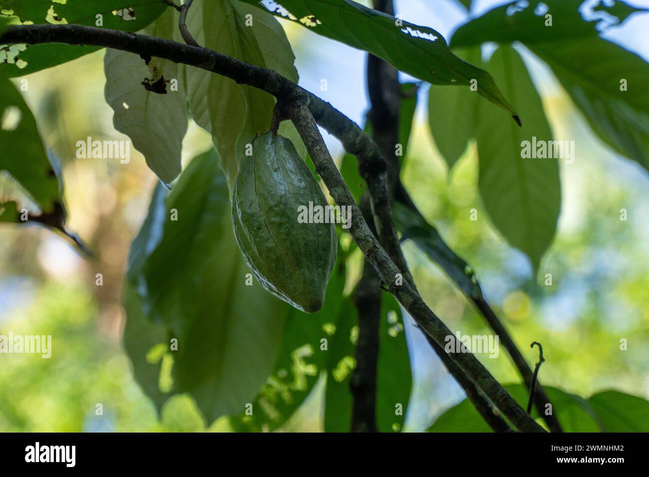 Cacao (Theobroma cacao), fruit on a tree Photographed in Zanzibar Stock ...