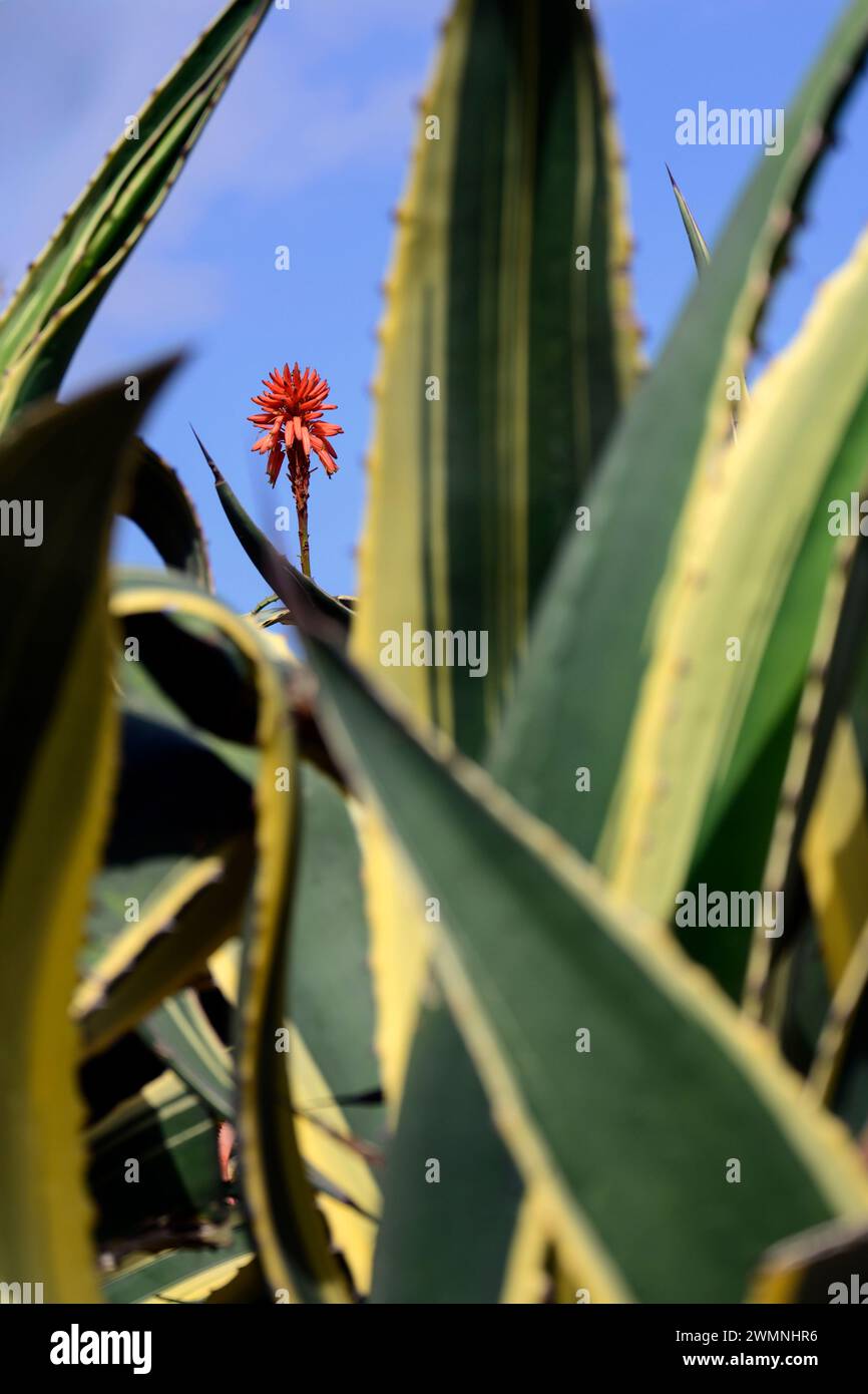 flowering red Aloe flower and Agave americana, (variegated cultivar ...