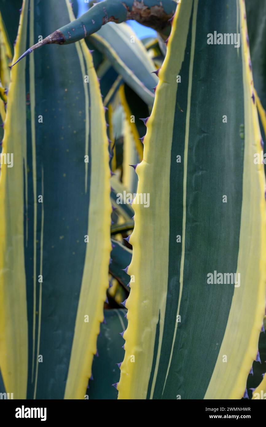 Agave americana, (variegated cultivar) commonly known as the century ...