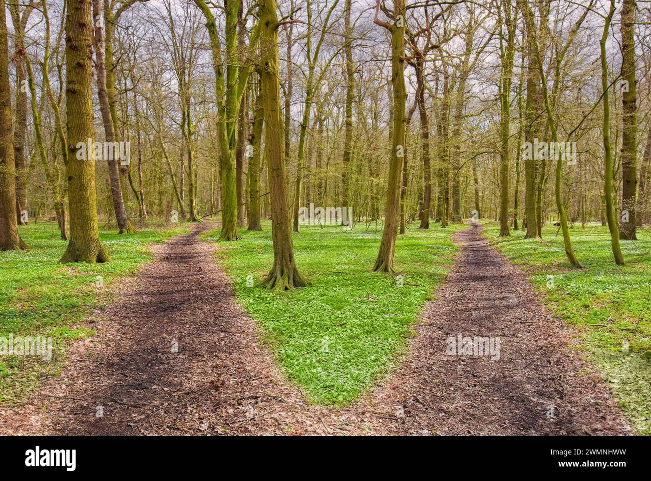 Path in forest split hi-res stock photography and images - Alamy