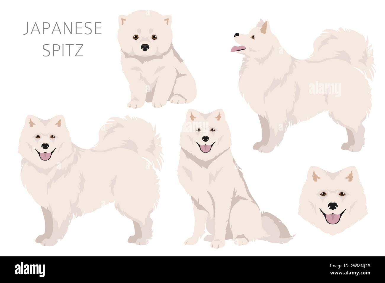 Japanese spitz clipart. Different poses, coat colors set. Vector ...