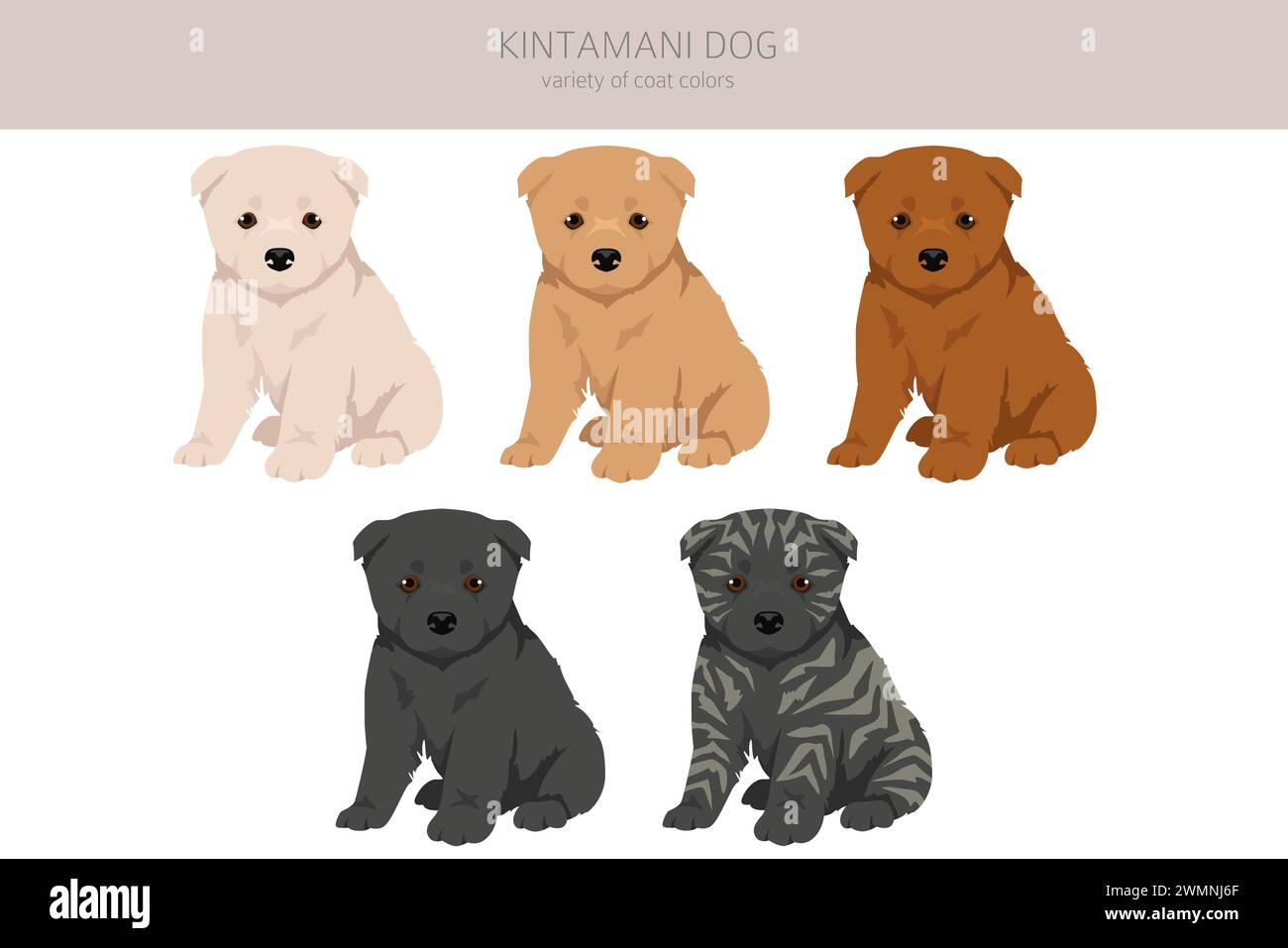 Kintamani Bali dog puppy clipart. Different coat colors set. Vector ...