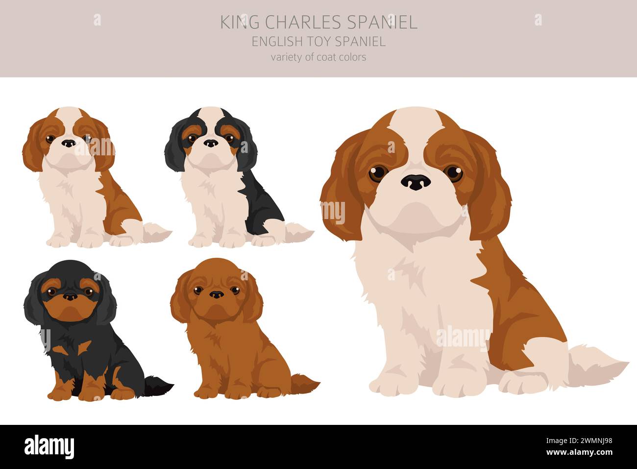 Prince charles spaniel hi-res stock photography and images - Alamy