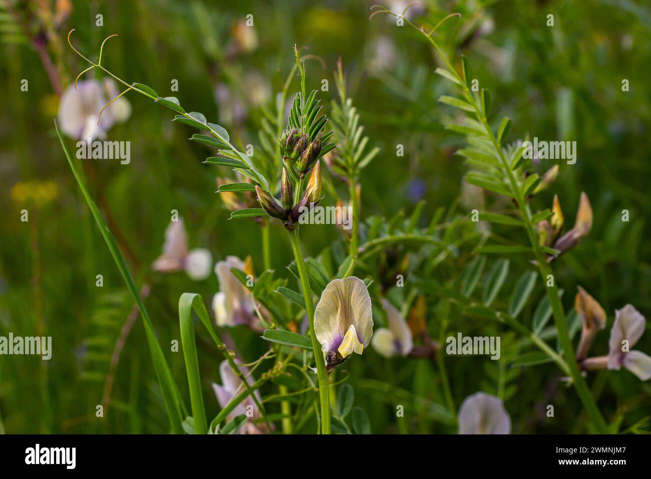 A large yellow vetch or big flower vetch. Vicia grandiflora. Wild plant ...