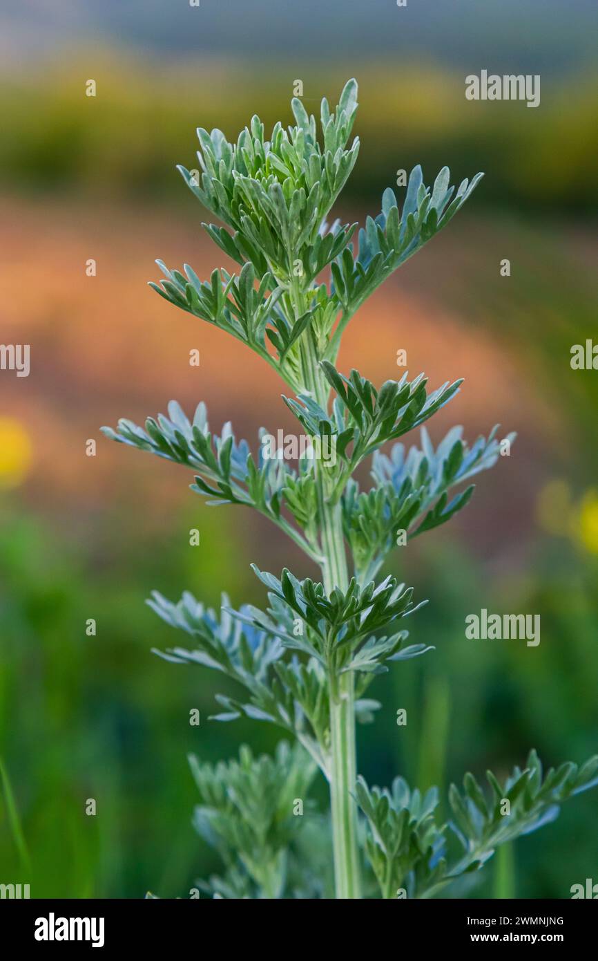 Silver Green Wormwood Leaves Background Artemisia Absinthium Absinthe