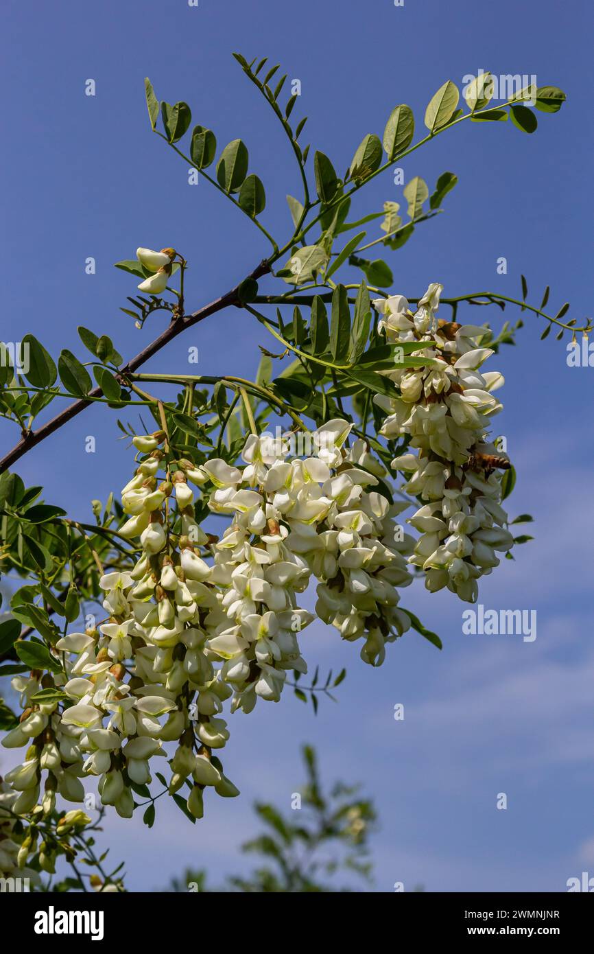 Abundant flowering acacia branch of Robinia pseudoacacia, false acacia ...