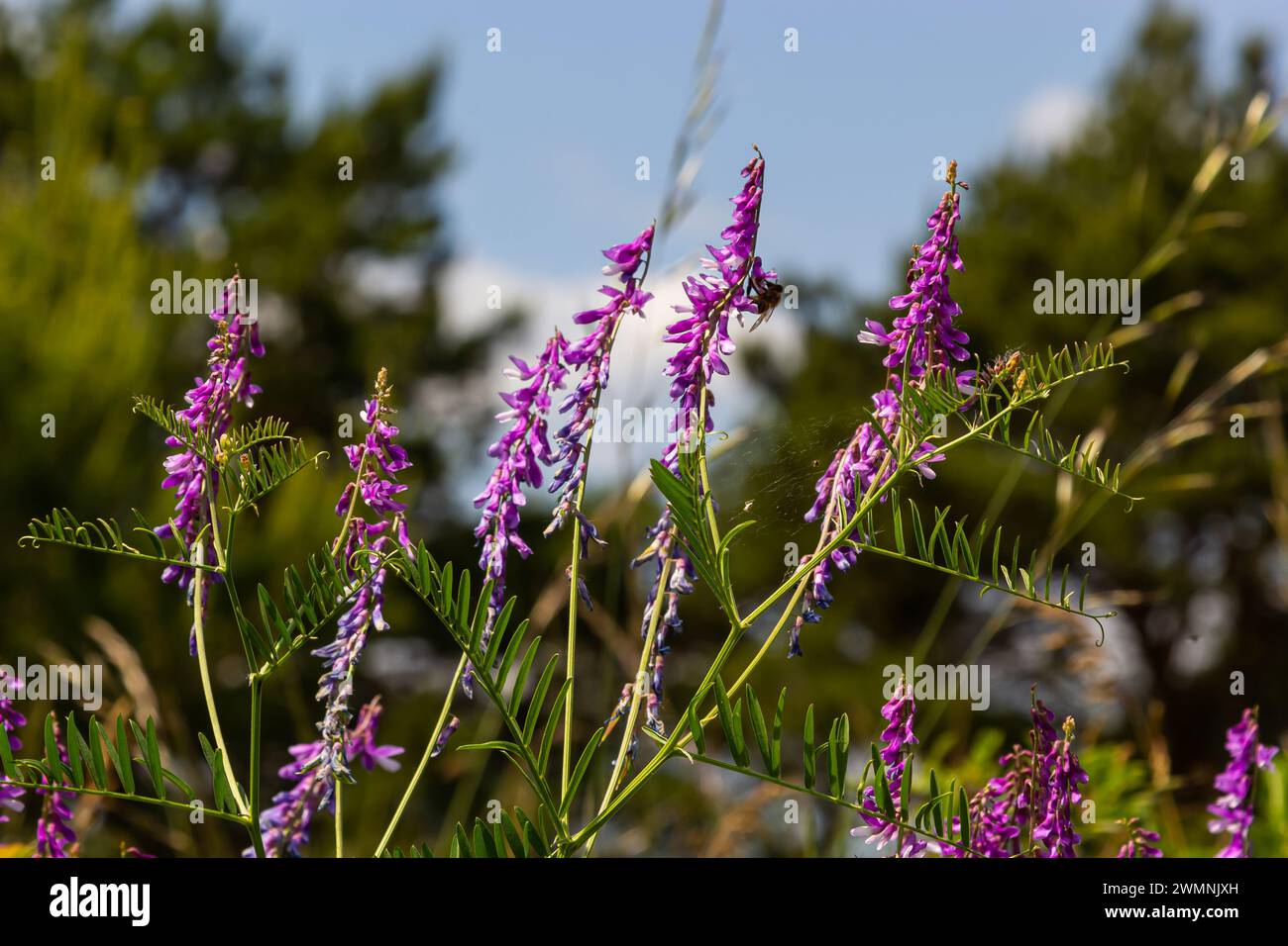 Vetch, vicia cracca valuable honey plant, fodder, and medicinal plant ...