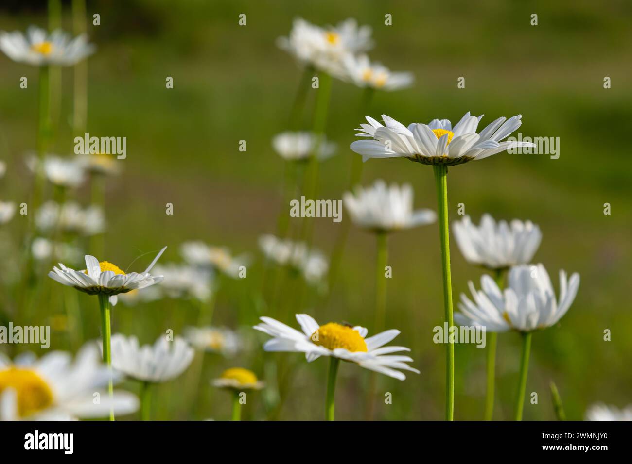 Wild daisy flowers growing on meadow, white chamomiles. Oxeye daisy ...