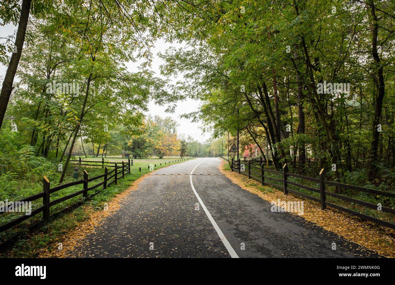 Two lane road through the forest, wooden fence on the sides of the road ...
